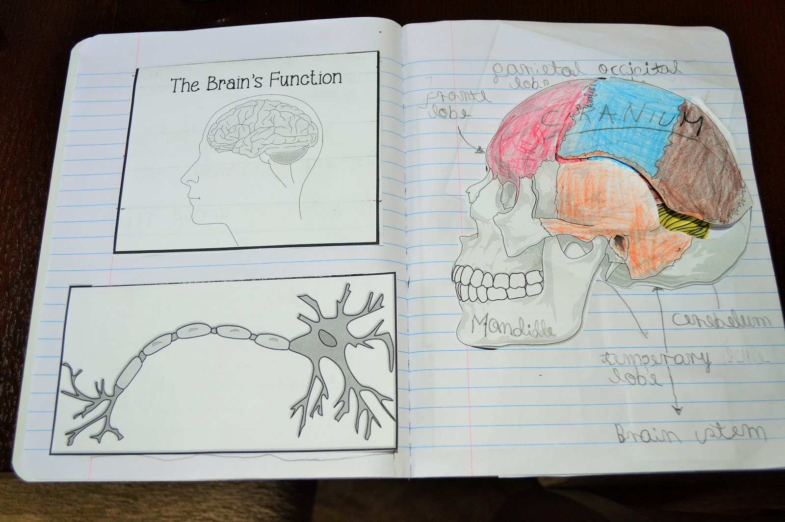 The Hermit Crabs Homeschool: Human Body Nervous System
