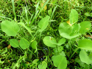 Yellow Sawah Lettuce - Diya Gowa | SL Flora