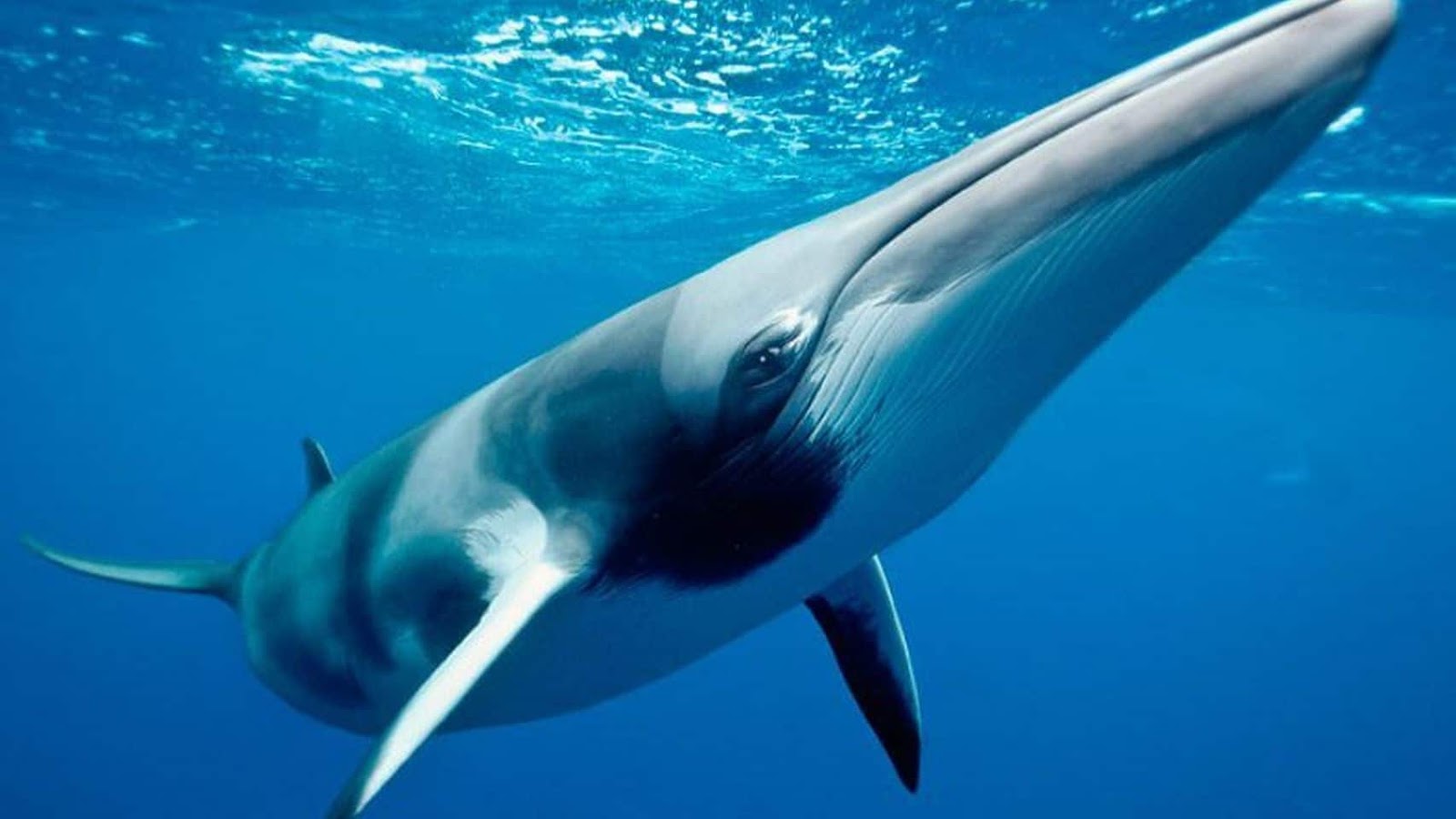 4 ballenas hermosas que no conoces