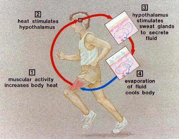 Running Commentary: I SWEAT!!!