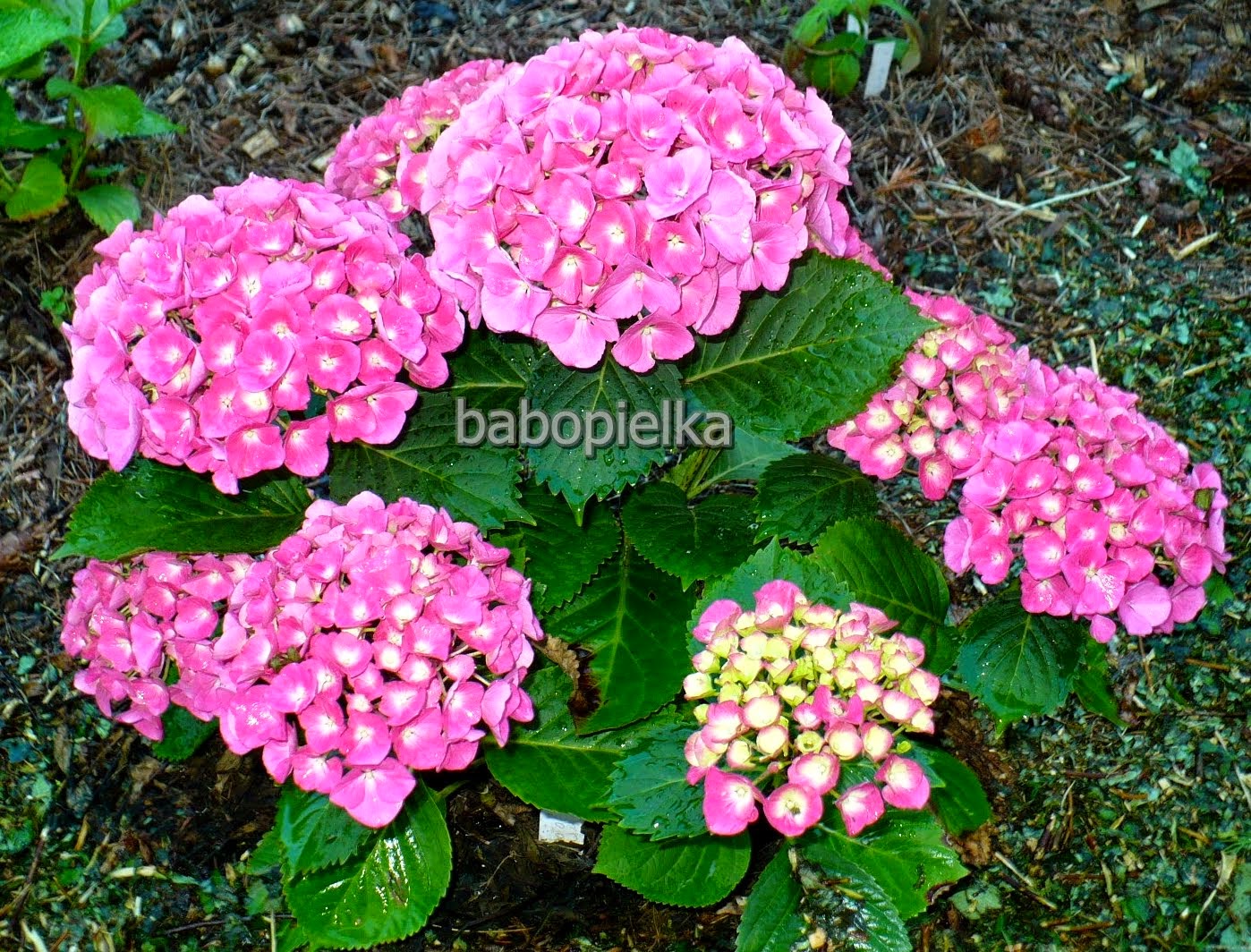 Hydrangea, Hortensja: Hydrangea macrophylla (Hortensja ogrodowa) 'Brugg'