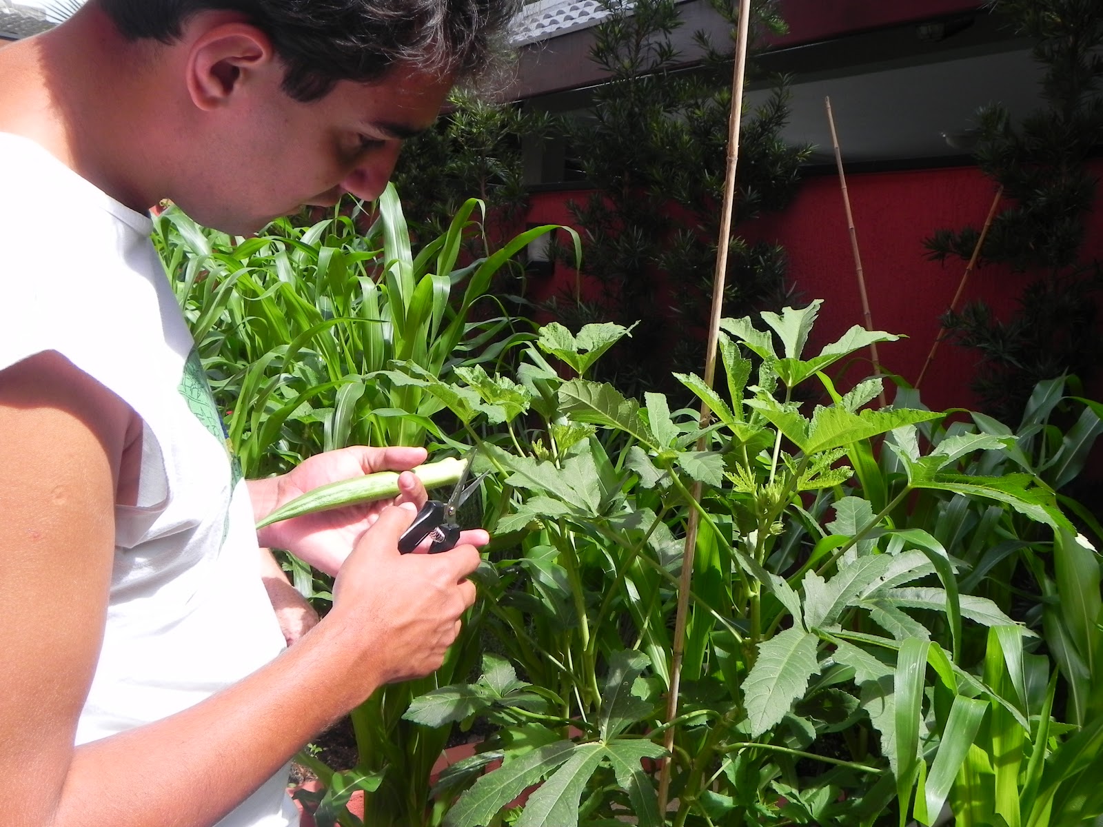 Viveiro Harmonia: Horta que serve o meu viveiro