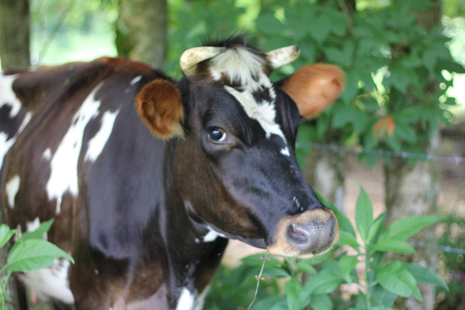 Mud Bloggin' with the Boltons: OOOOPS!!!! and a SUPER post