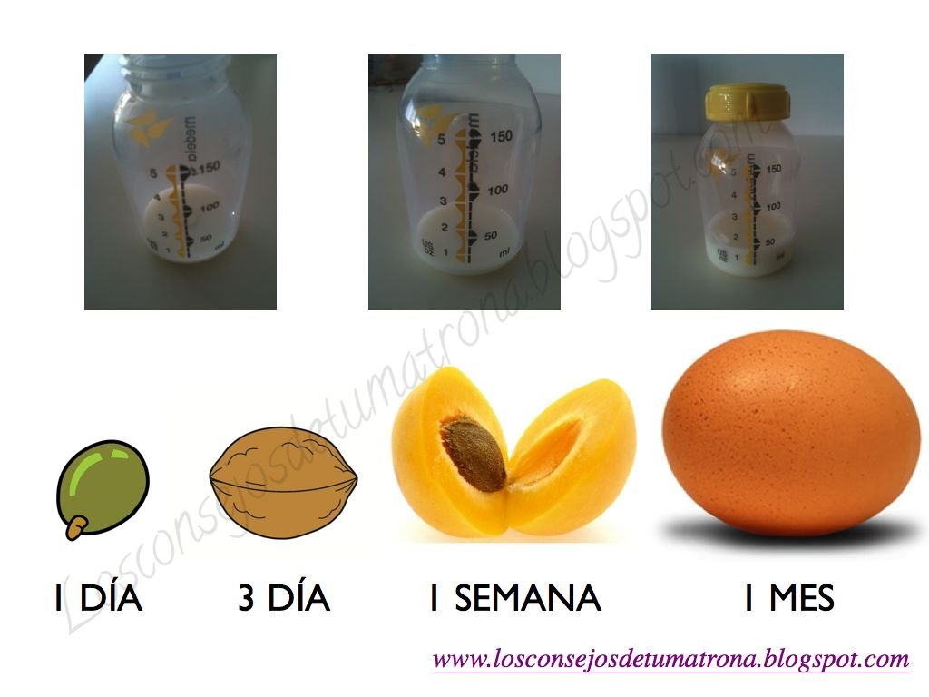 Como observareis el primer día de vida la capacidad es muy pequeña casi ...