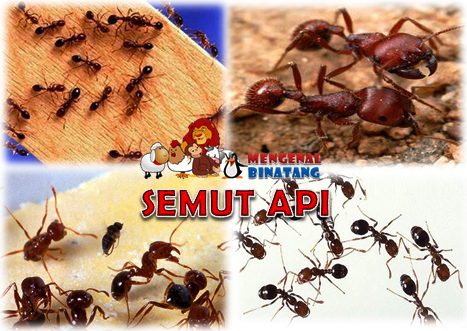 Mengenal Semut Api Dan Ciri-Cirinya - Mengenal Binatang