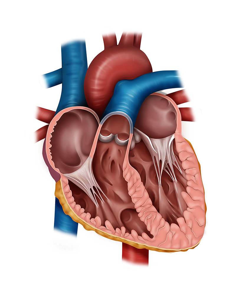 Longitudinal section of the heart