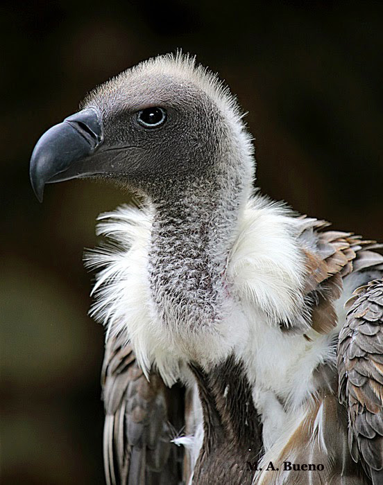 Foto-Natura-Huesca: BUITRE DORSIBLANCO (Gyps africanus Tommaso ...