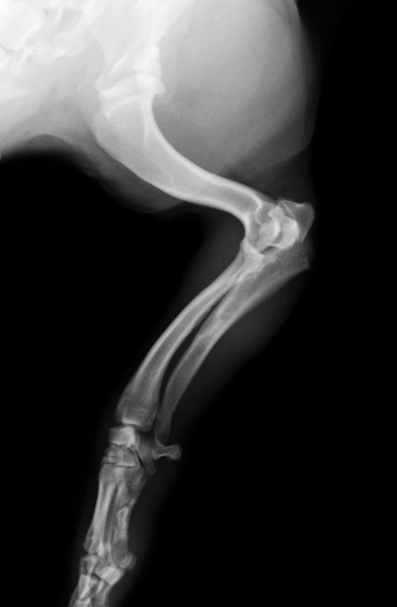 ARTROVET: Fractura de codo