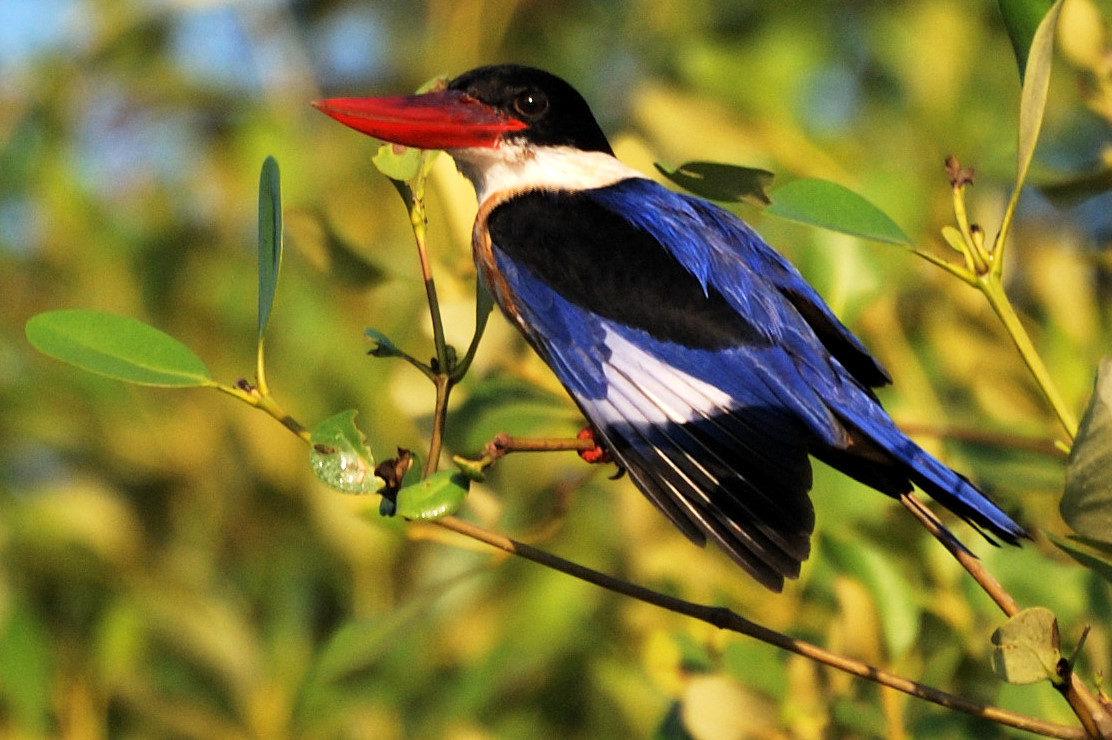 2011 Flashback - Kingfishers of Goa - Lakshmi Sharath