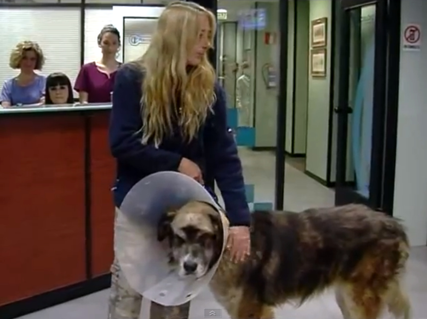 NOBLE GALGO: GOLIATH, el perro apaleado en Portugalete, ya de alta ...