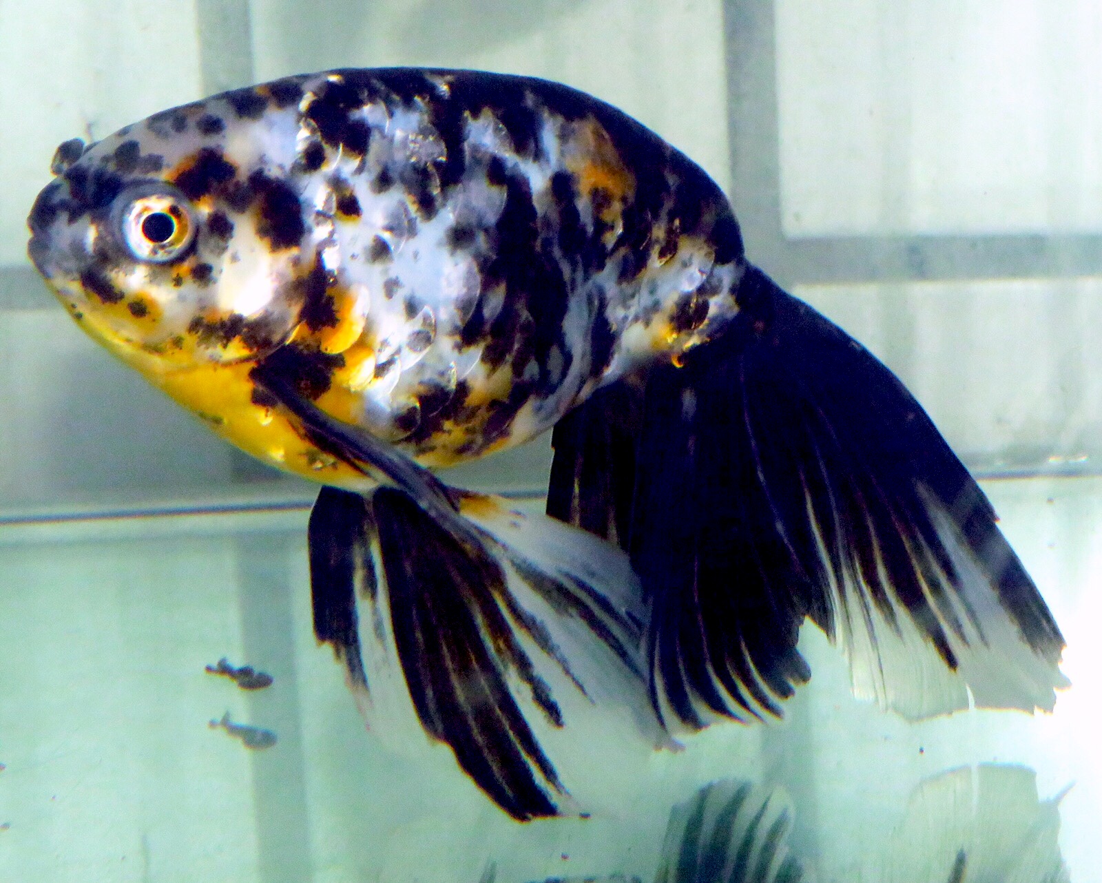 金魚&水族快訊Goldfish & Aquarium Messages: 丹鳳寫真(Egg-fish with phoenix tail)