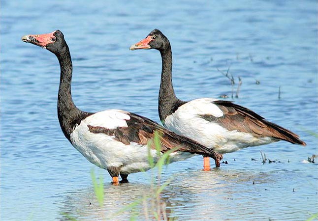Hamparan Seni: Itik Mandarin