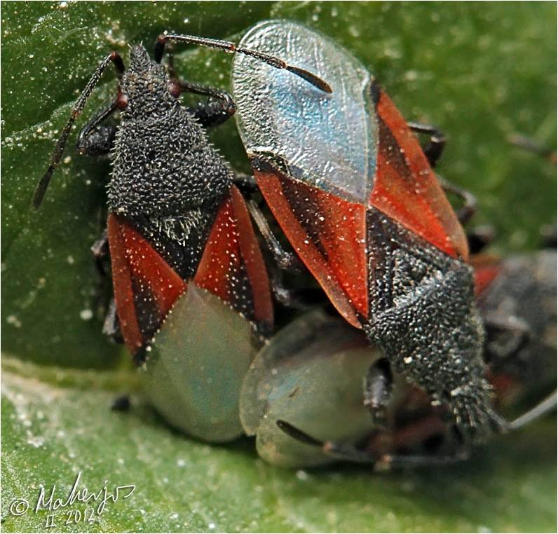 Biodiversidad Costa Granadina y ... (Fauna): Chinche roja de los ...