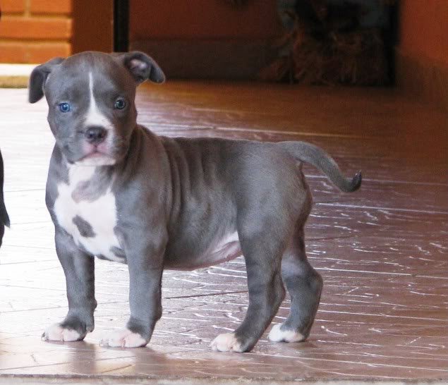 U.S BULLY FORCE BULGARIi =CRIAÇÃO NACIONAL= | American Bully Brasil ...