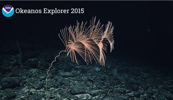 The Echinoblog: This Week in Okeanos! A digest of Hawaiian deep-sea ...
