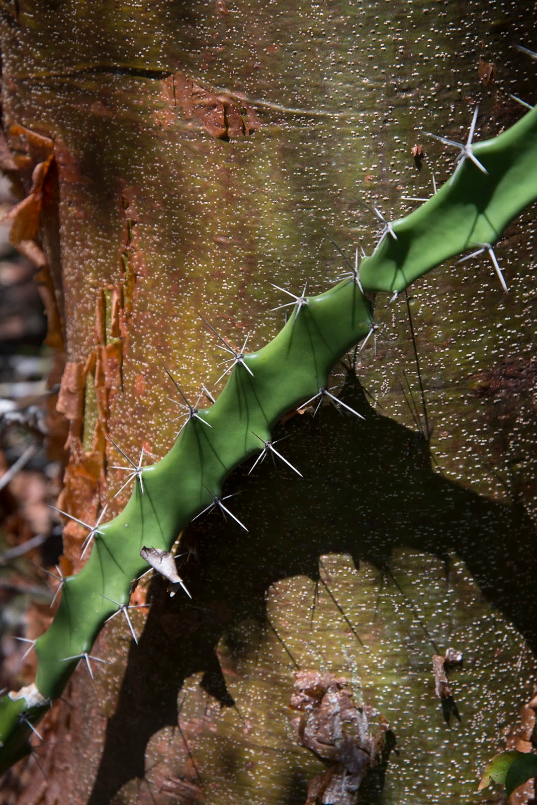 Florida Gunkholer: Dismal Key: One Very Different Island Among Ten Thousand