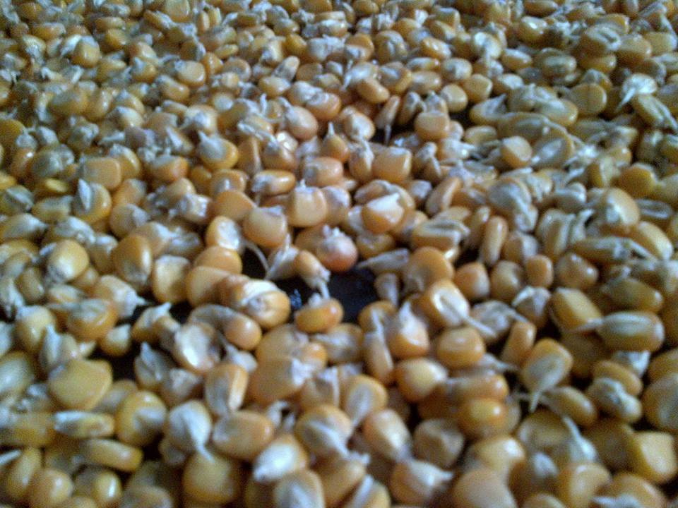 Fodder Jagung Hidroponik: Cara Mudah Memberi Pakan Ternak ...