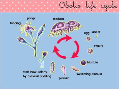 Obelia Life Cycle : Biology Blog - Biology notes of 11th &12th class ...