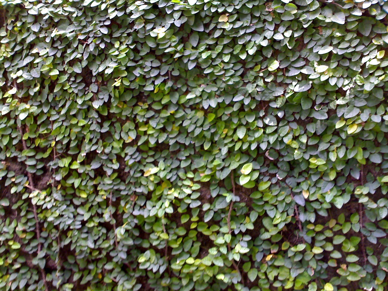 TUKANG TAMAN ONLINE JABOTABEK: jual tanaman rambat 081288217454 | jasa ...