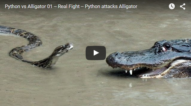 Fight of aligator and python.Watch Live video down | Creative Thought