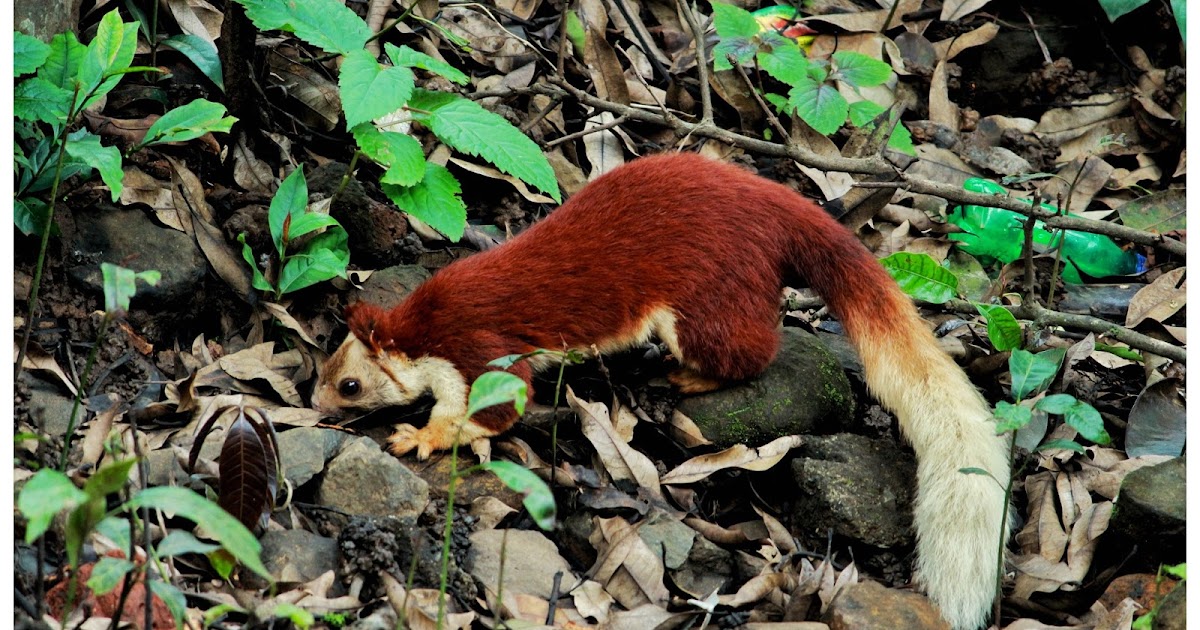Shekru- Indian Giant Squirrel | Digvijay