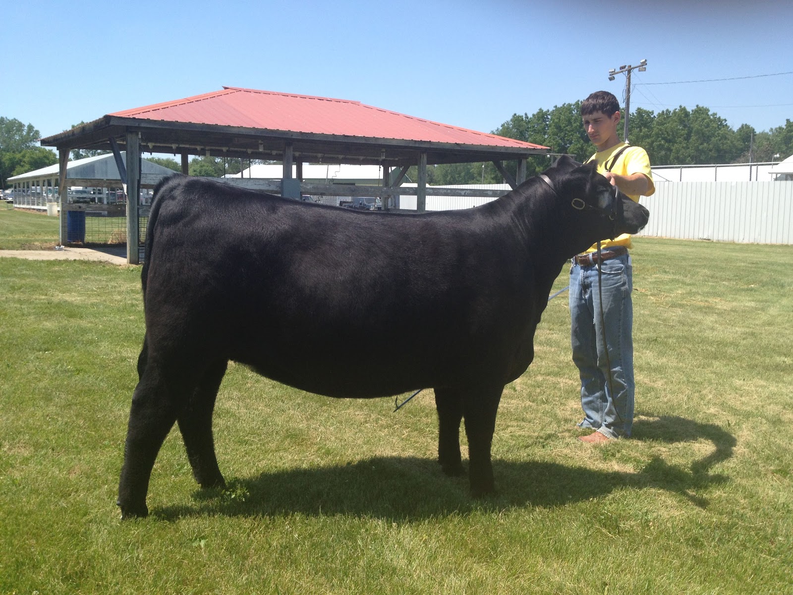 Cows, Corn & Country Girls: Summer = Cattle Shows