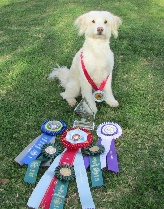3 Dog Days: Ribbons from AKC Nationals
