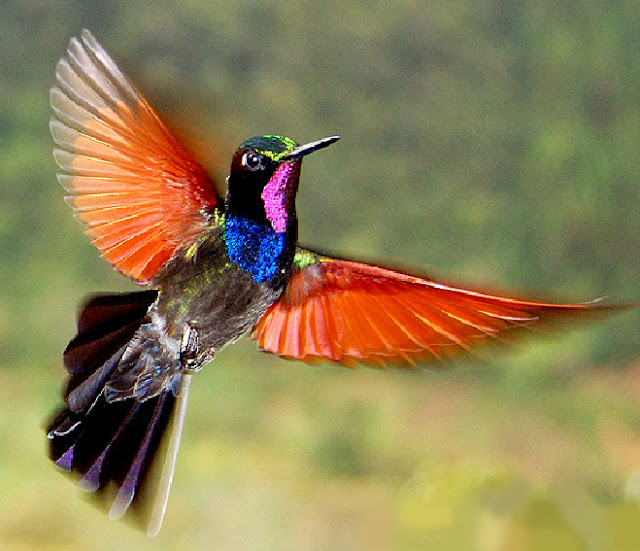 Bellas Aves de El Salvador: Lamprolaima rhami (colibrí alicastaño ...