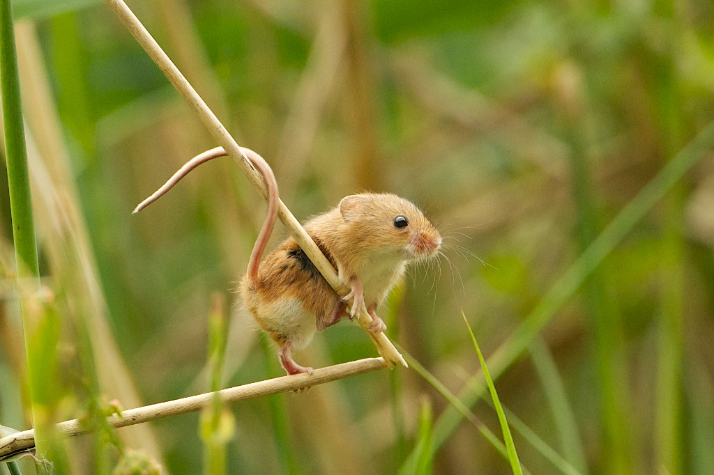 British Wildlife Centre ~ Keeper's Blog: Harvest Mice on Countryfile