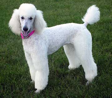Anjing Poodle | Gambar Foto Anjing
