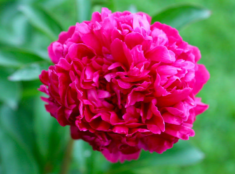 Squash Blossom Farm: Wordless Wednesday: Now Playing at a Garden Near ...