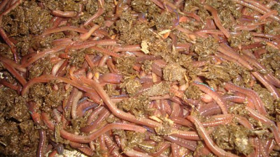 info budidaya ternak: Celah Bisnis Budidaya Cacing Tanah