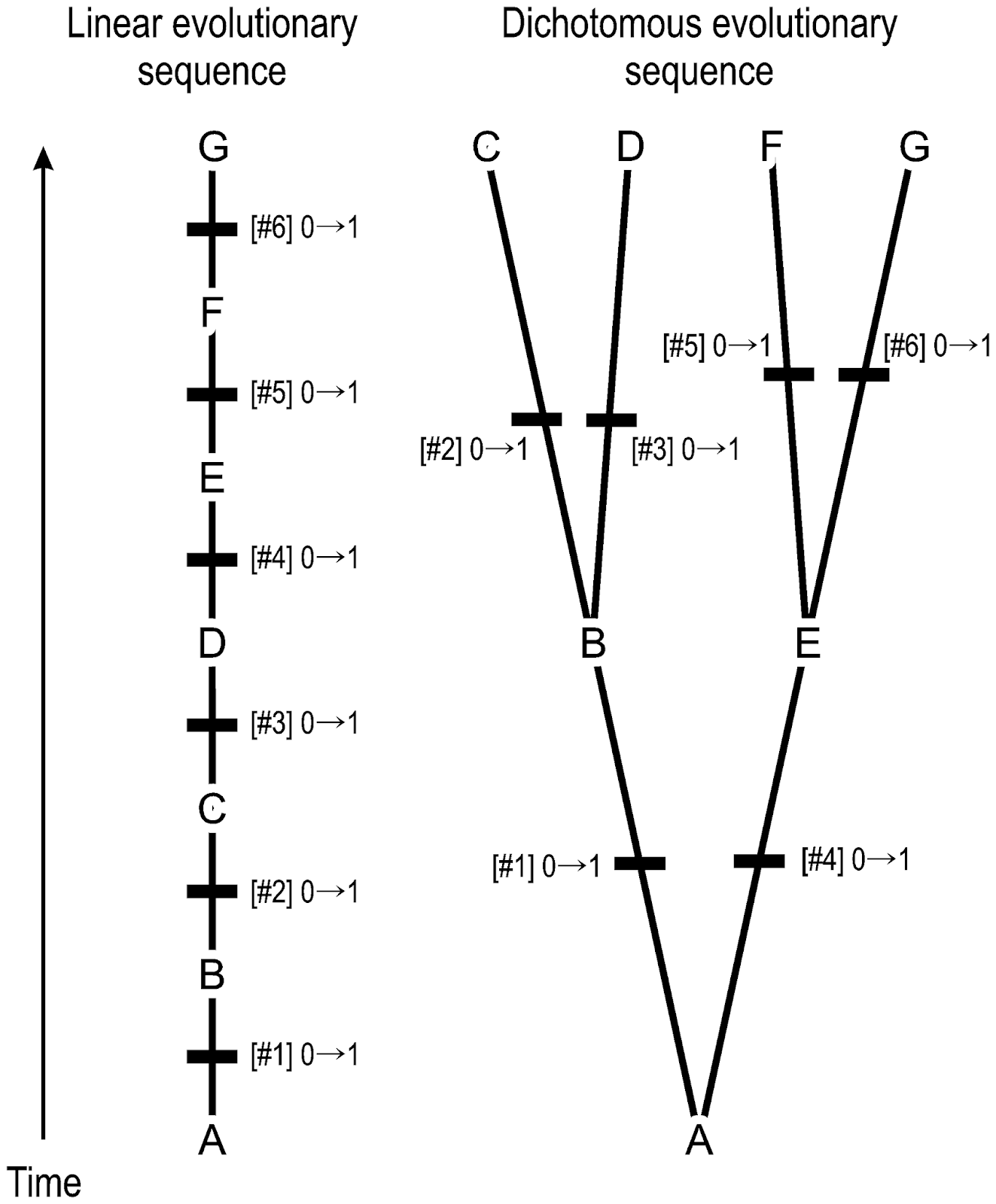 The Genealogical World of Phylogenetic Networks: Trivial data, but not ...