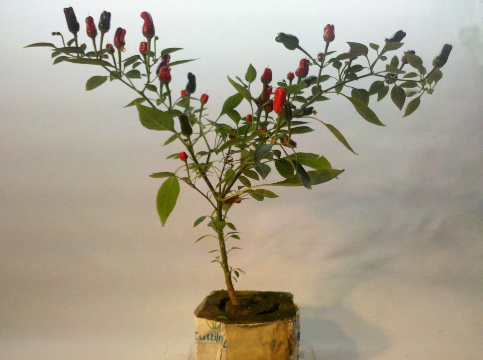 Westlandpeppers: Bonsai/bonchi peper plant