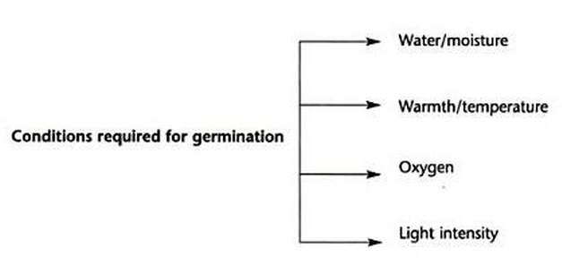 #109 Formation of seed, conditions affecting germination | Biology ...