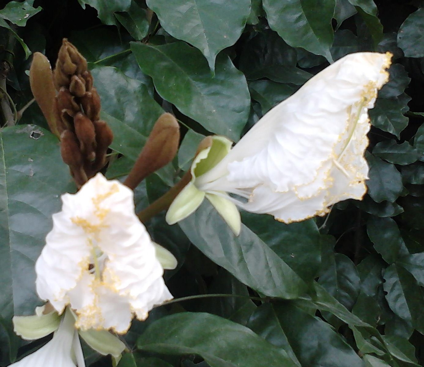 Fabaceae - Leguminosae no Brasil: Camoensia