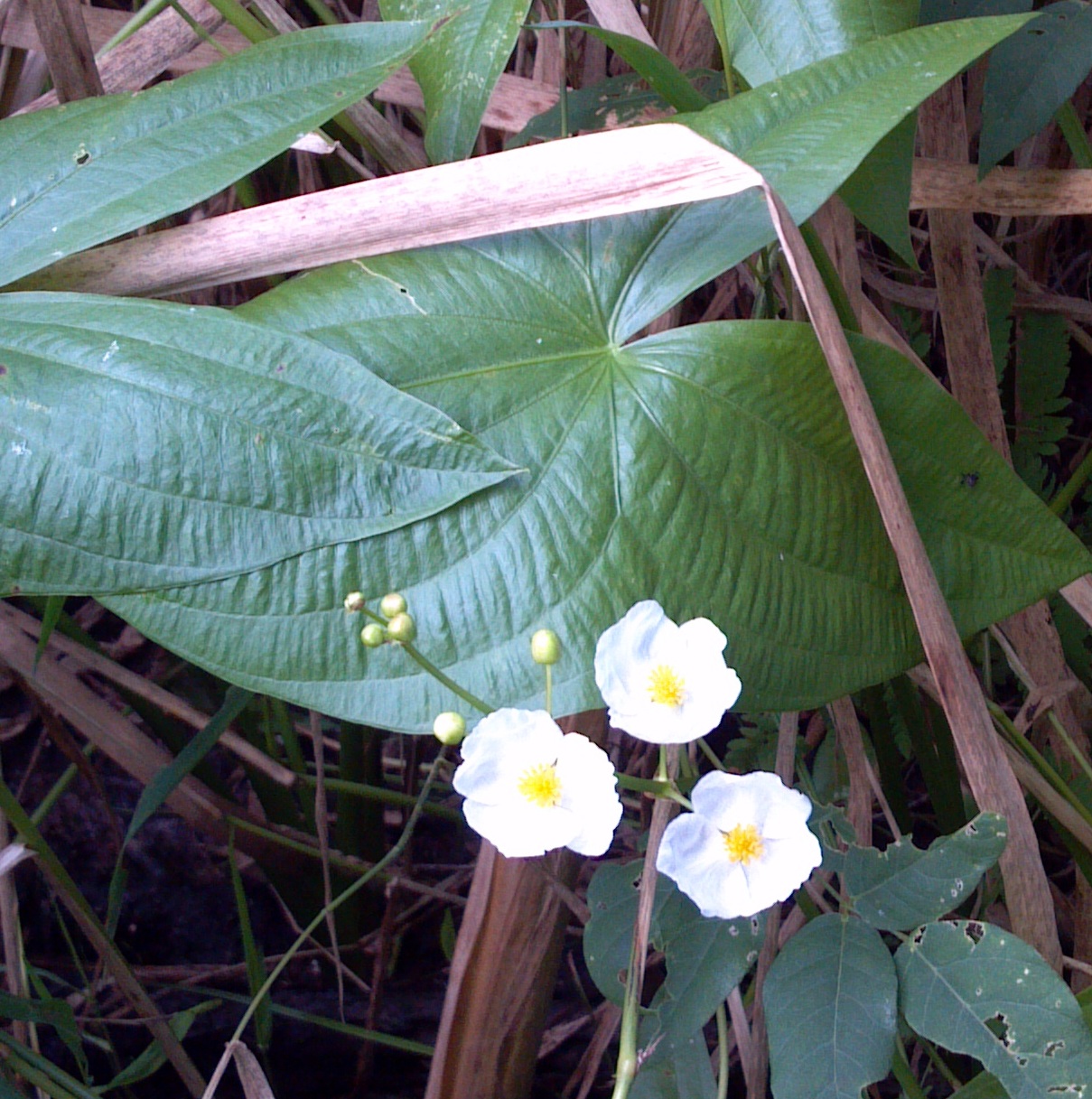 Just a Mom Outside: Love at First Taste