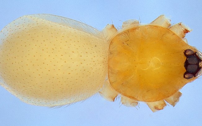 Arquivos do Insólito: Ufologia, Criptozoologia, Fenômenos Anômalos ...