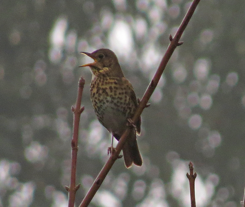 Bichos e demais familia: Tordo comum (Turdus philomelos)