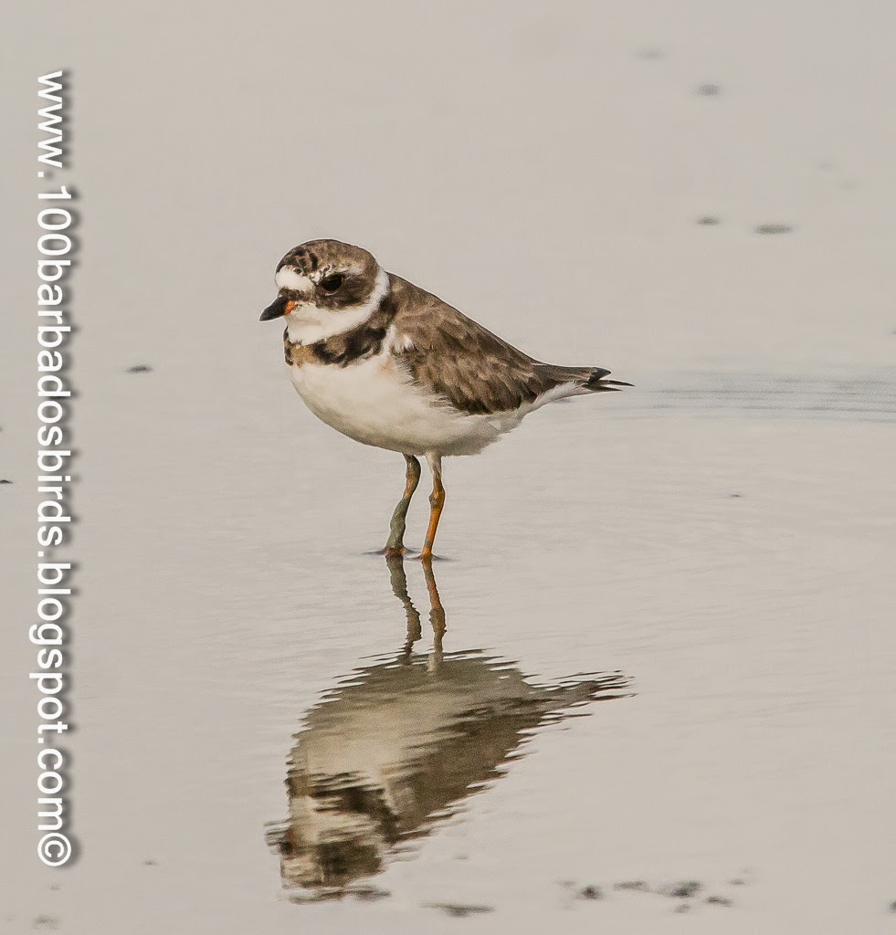 Birds of Barbados: March Birds: Semipalmated Plover (Charadrius ...