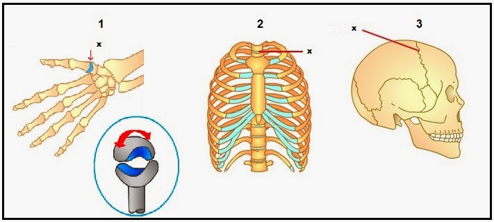BIOLOGI GONZAGA: TEST SISTEM GERAK