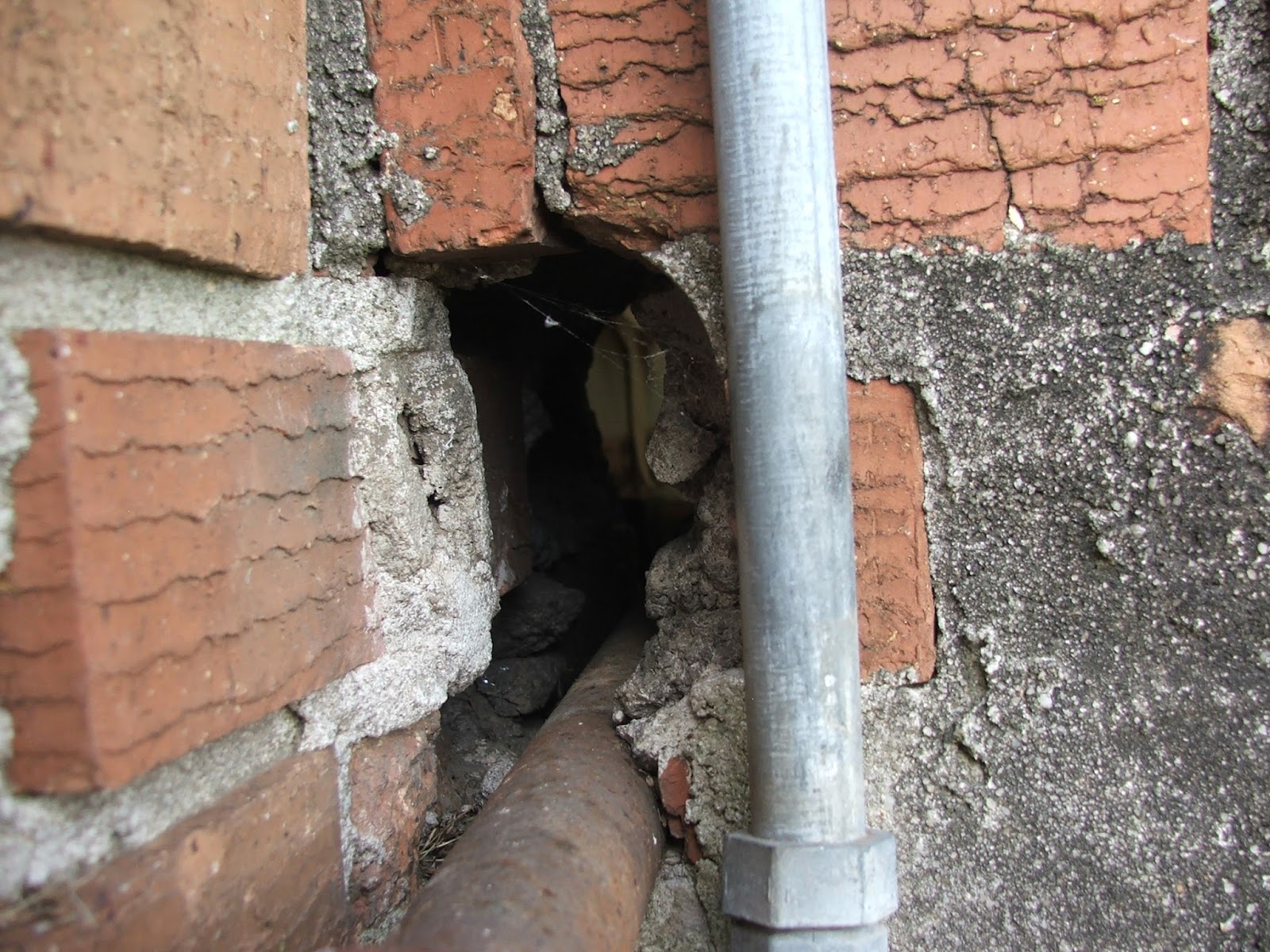 Rat Removal in Memphis