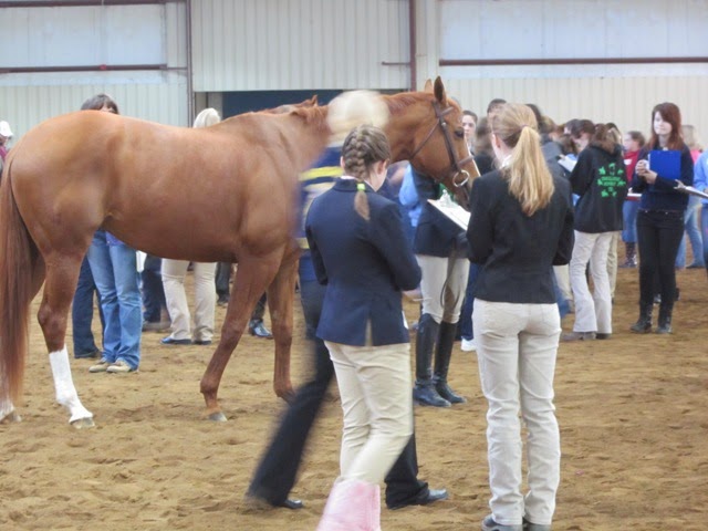4R Ranch: Horse Judging Contest Results