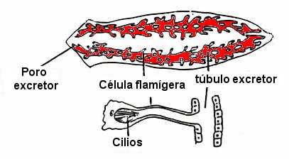 Rincon Cientifico: La Excreción