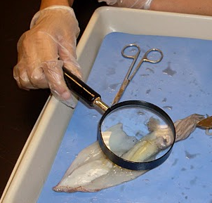 Frick's Fantabulous Science Site: DISSECTION: COMPARATIVE ANATOMY AND ...