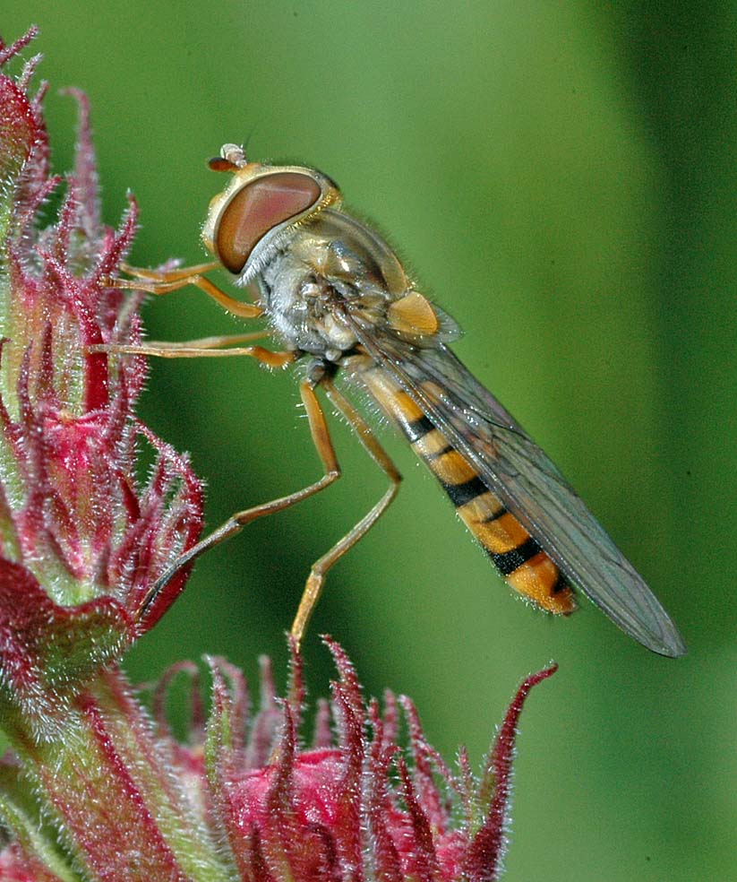 CABINET OF CURIOSITIES: Hoverfly