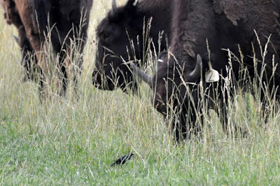 The cowbirds have returned | Buffalo Dan's Bison