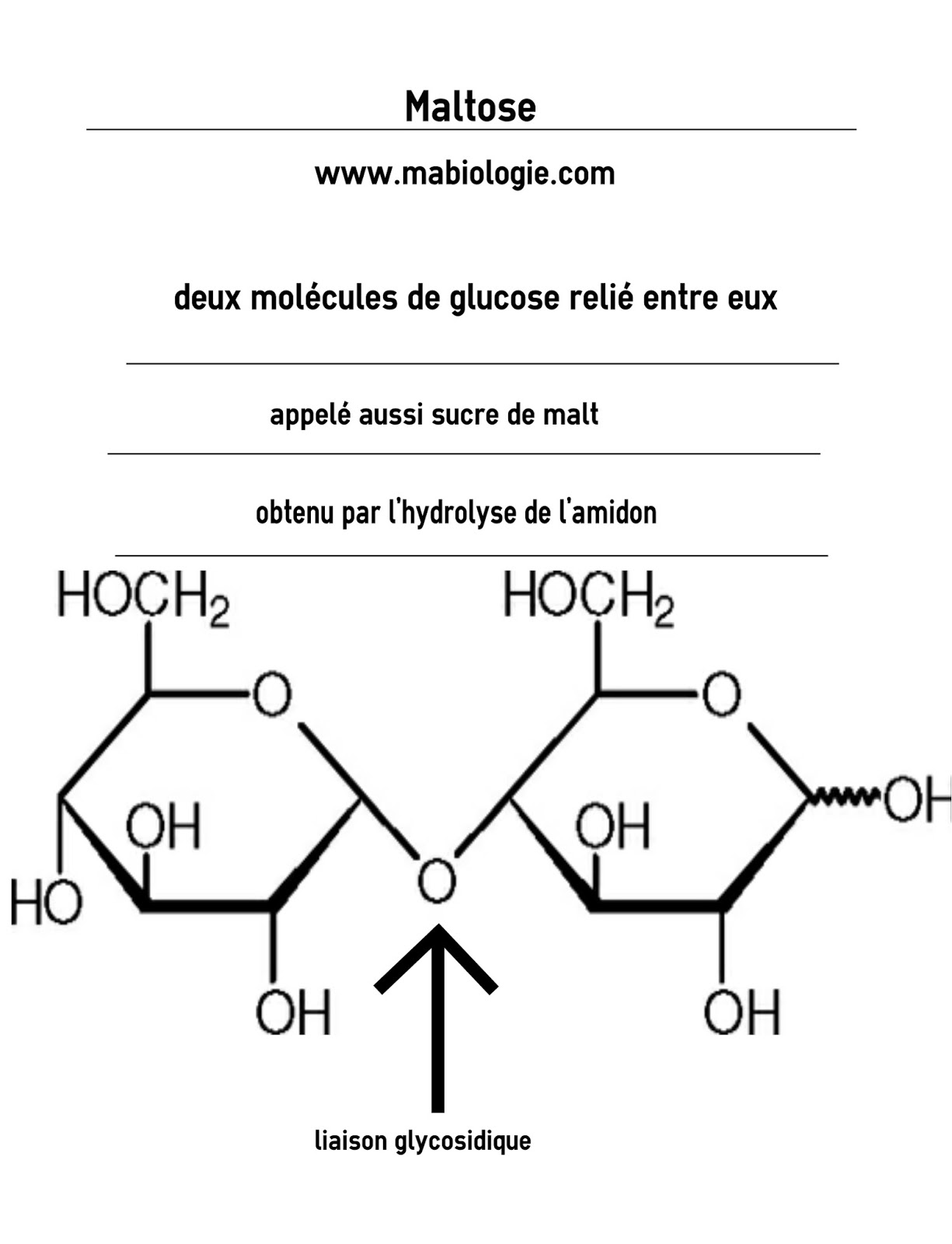Définition Maltose - Biologie