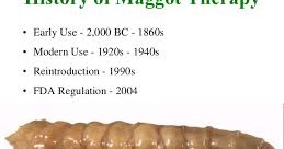 History of Maggots in Medicine ~ Civil War Rx