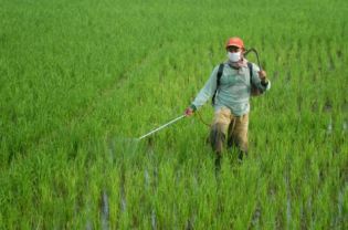 Cempaka Nature, Agriculture and Environment: Pesticide Use on Indonesia ...